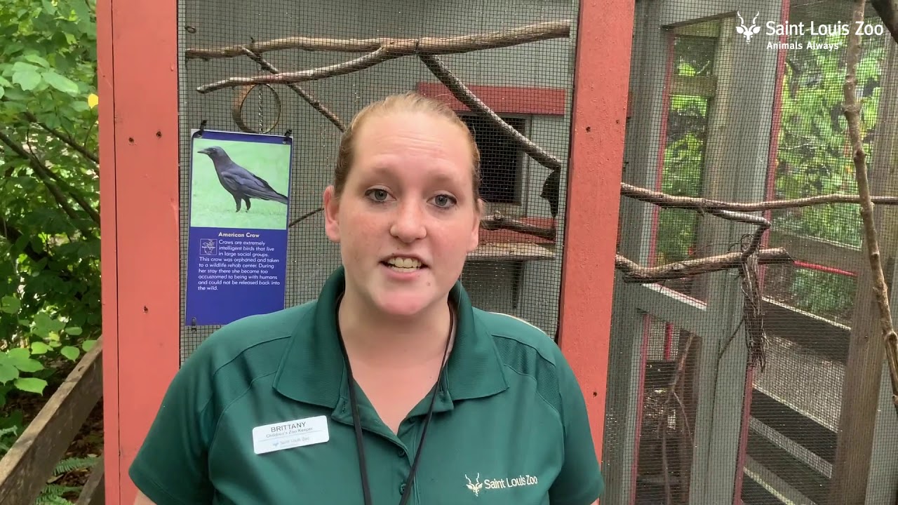 Meet Layla the Crow at the Saint Louis Zoo - YouTube