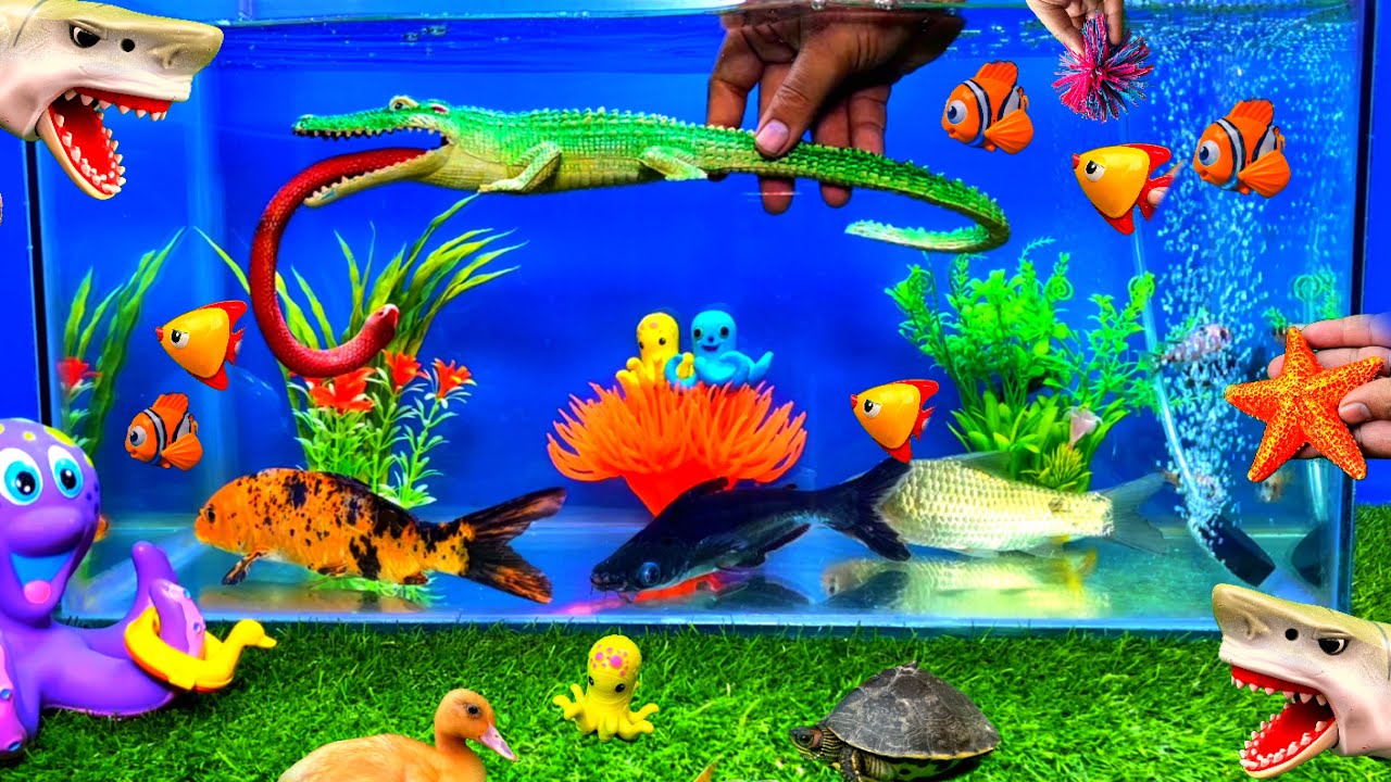 Alligator And Snake video, Fish Tank And Pet Animals Video, Shark And ...