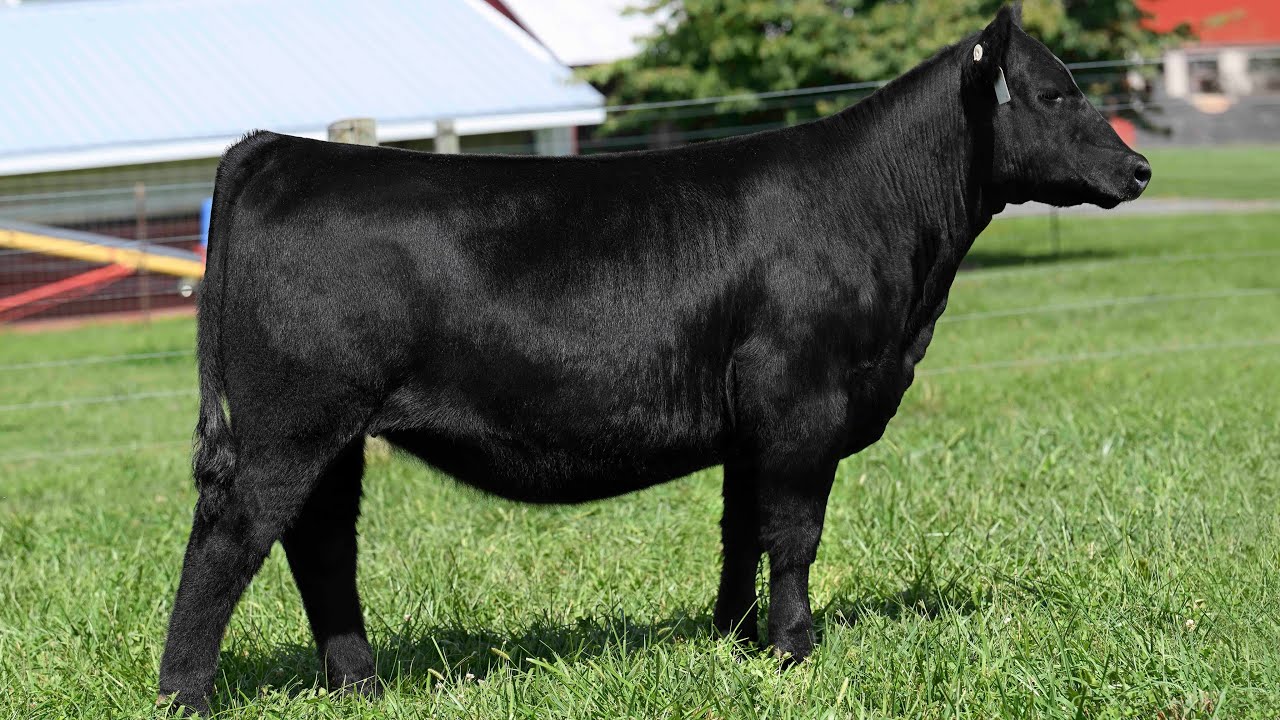 Lemmon Cattle Company: Lot 1 - YouTube