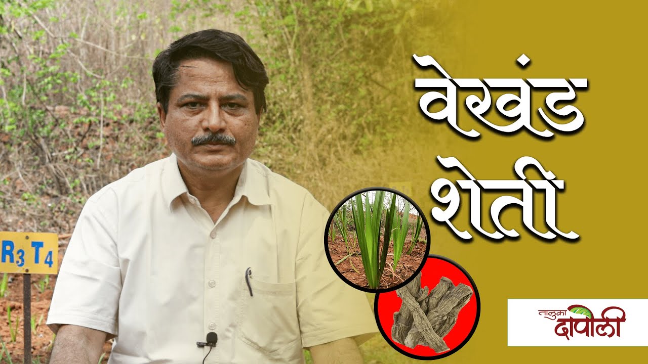 Vekhand Medicinal Plant | औषधी वनस्पती वेखंड | Kokan Krushi Vidyapith ...
