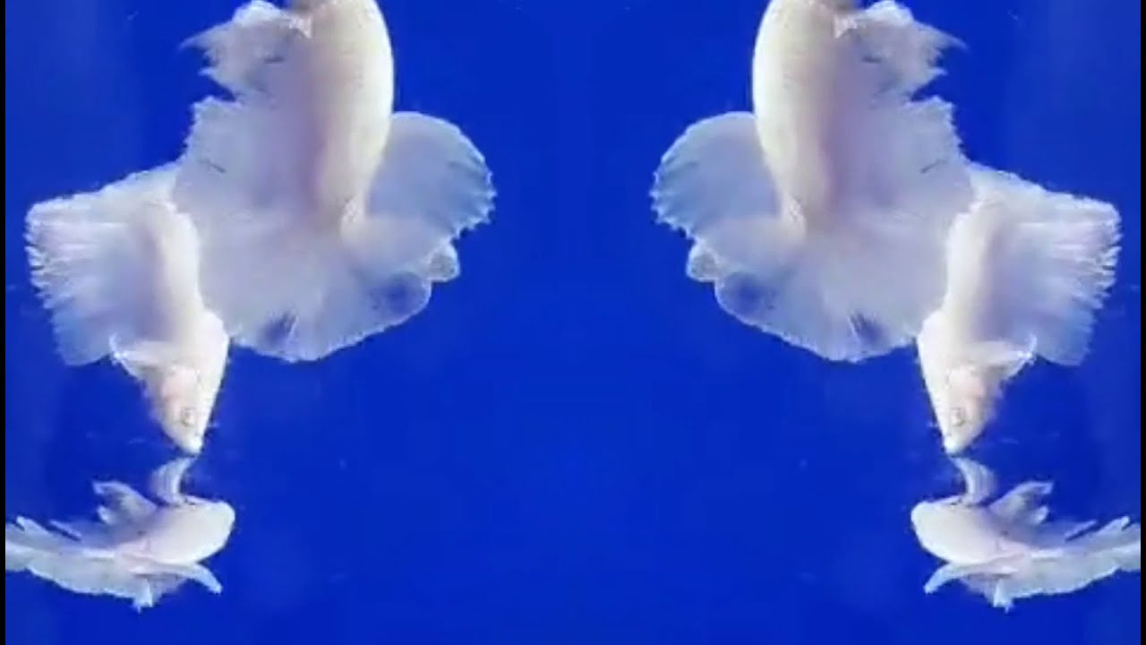 The dance of the Betta fish shows off its vibrant colors - YouTube