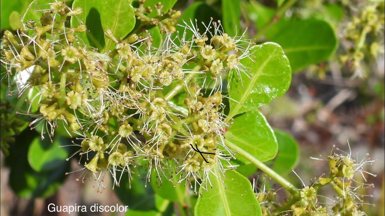 Species Spotlight: Blolly - YouTube