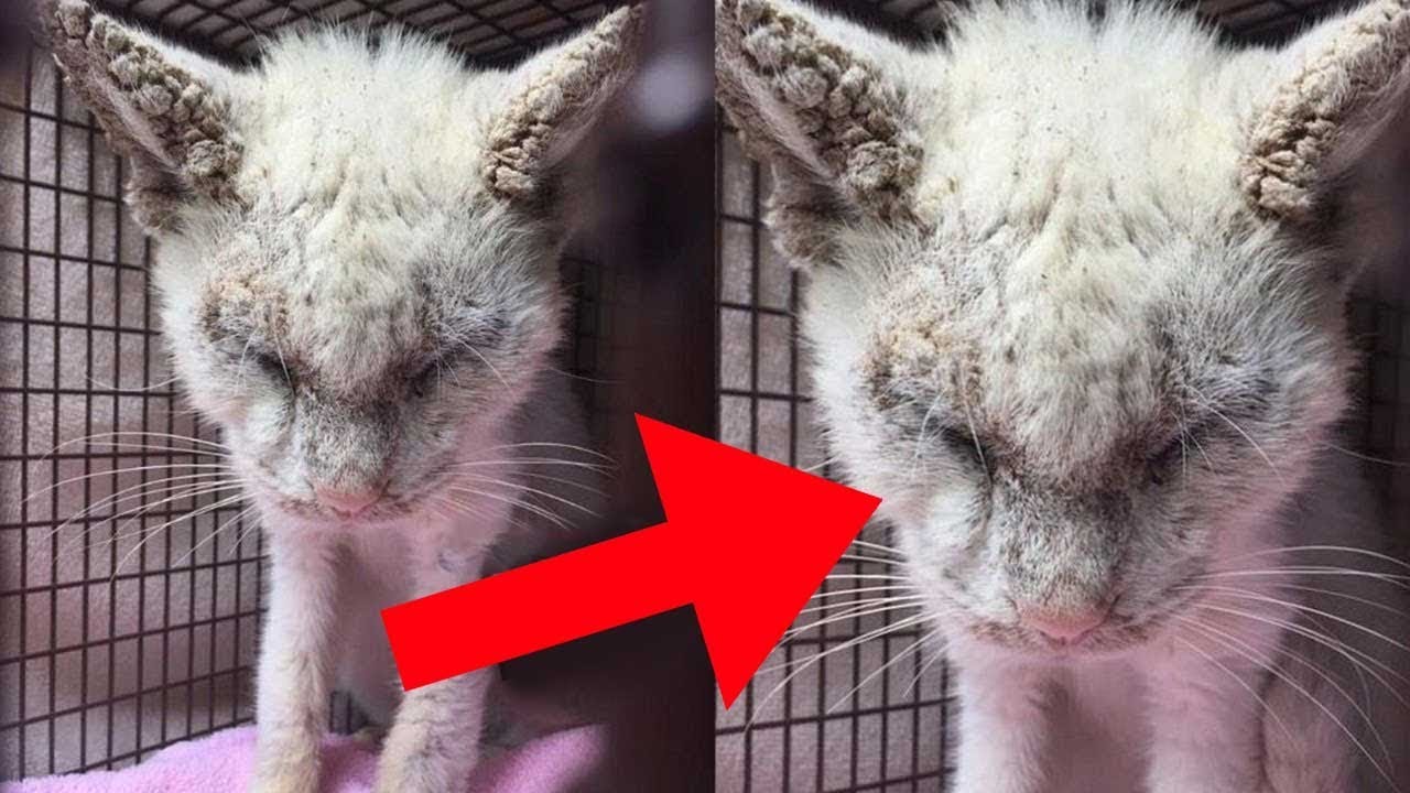 Sie fanden eine blinde Katze - Der Anblick war unfassbar, als sie die ...