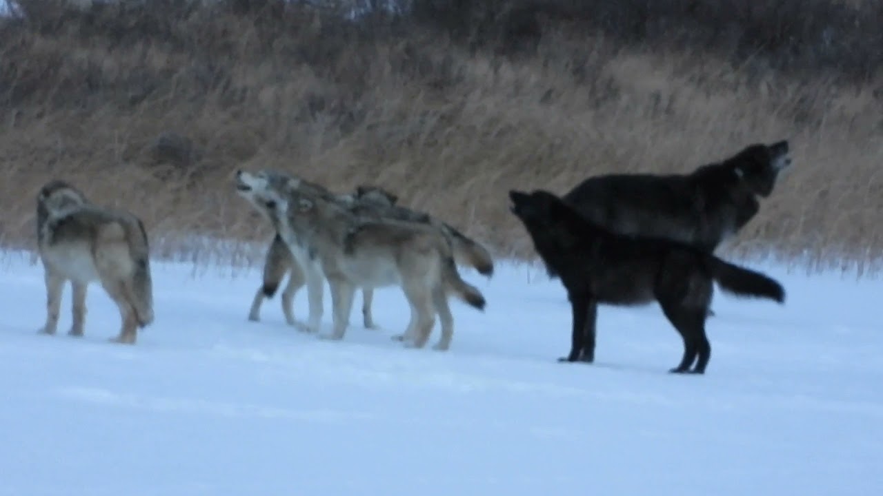 Enjoy howling wolves! - YouTube