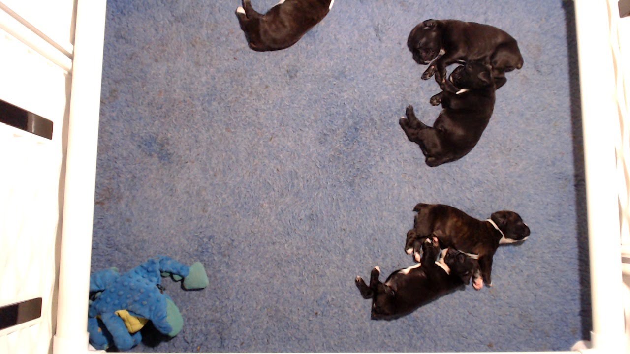 WATCH the Litters of PENNY'S BOXER PUPPIES Live! - YouTube