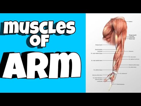 Muscles Of Arm(Brachium) | Upper Limb Anatomy |Medical Corps - YouTube