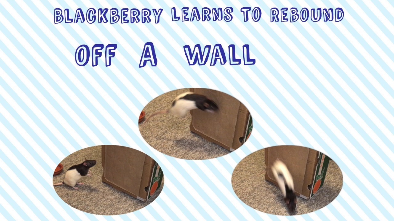 Blackberry Learns To Rebound Off A Wall! - YouTube
