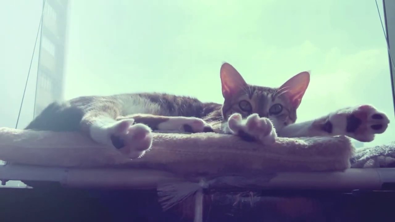 Cats Haw Par - Daily 25 - YouTube