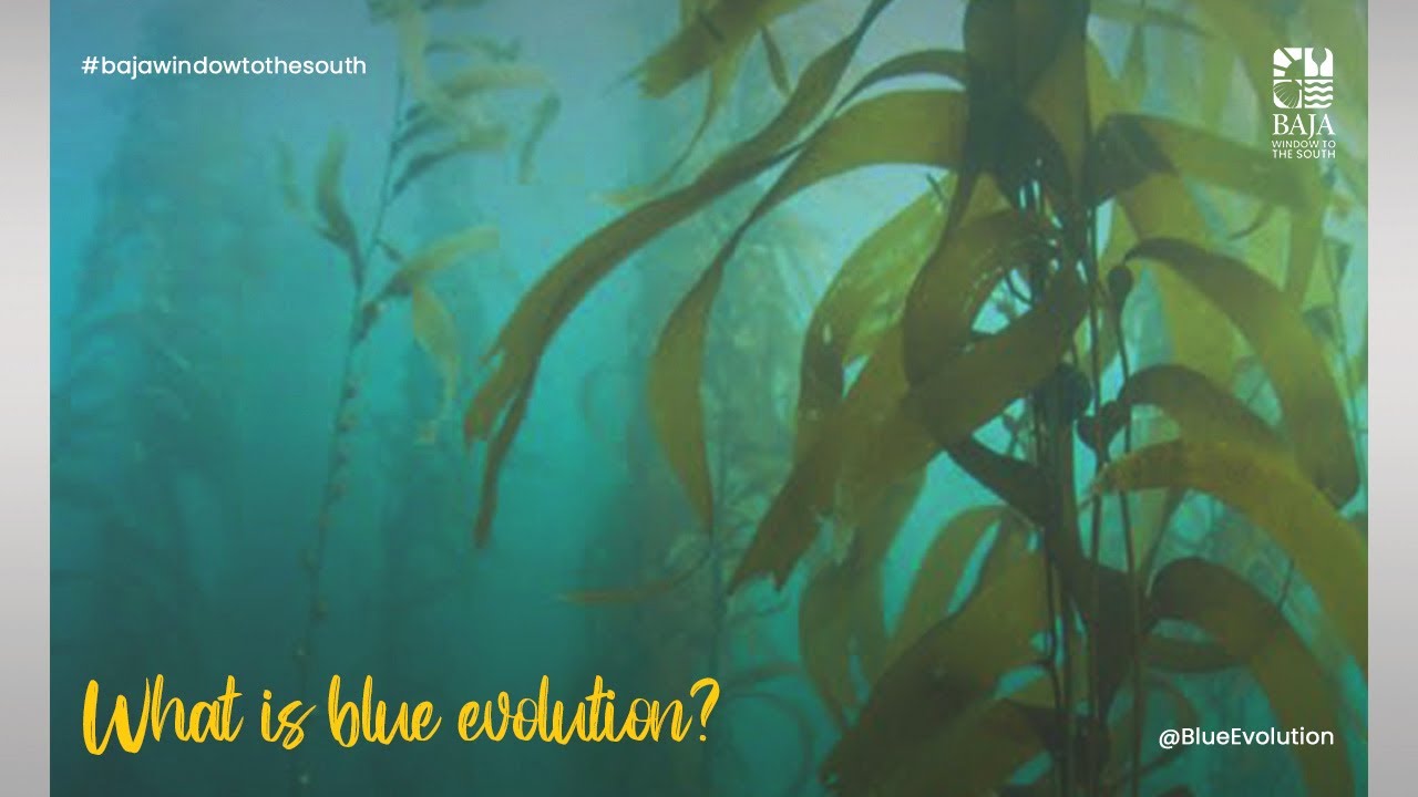 What Is Blue Evolution YouTube what-is-blue-evolution-youtube