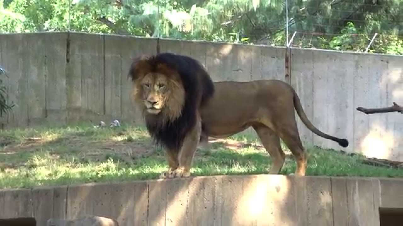 Lion spat - YouTube
