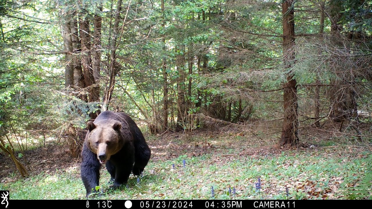 Large male brown bear approaches trail camera. - YouTube