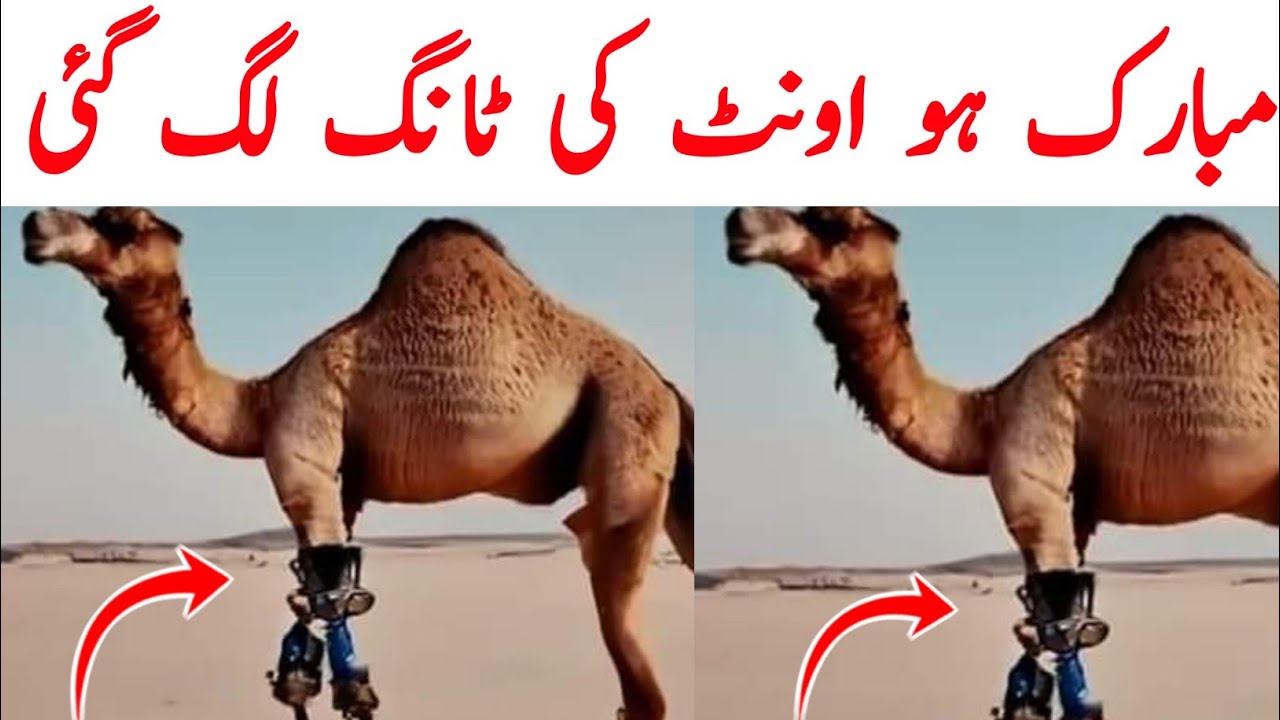 Camel Leg Cut | Camel Leg Cut Incident | Camel Qurbani | Saraiki bhai ...