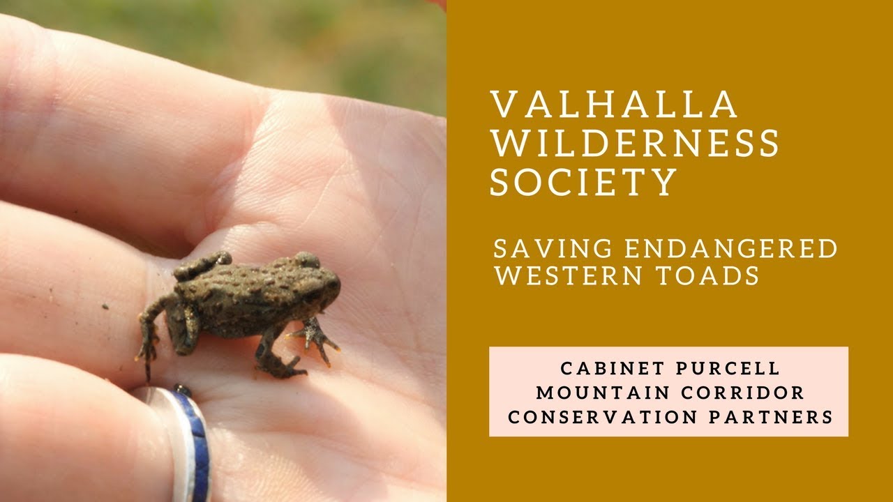Western Toad Babies