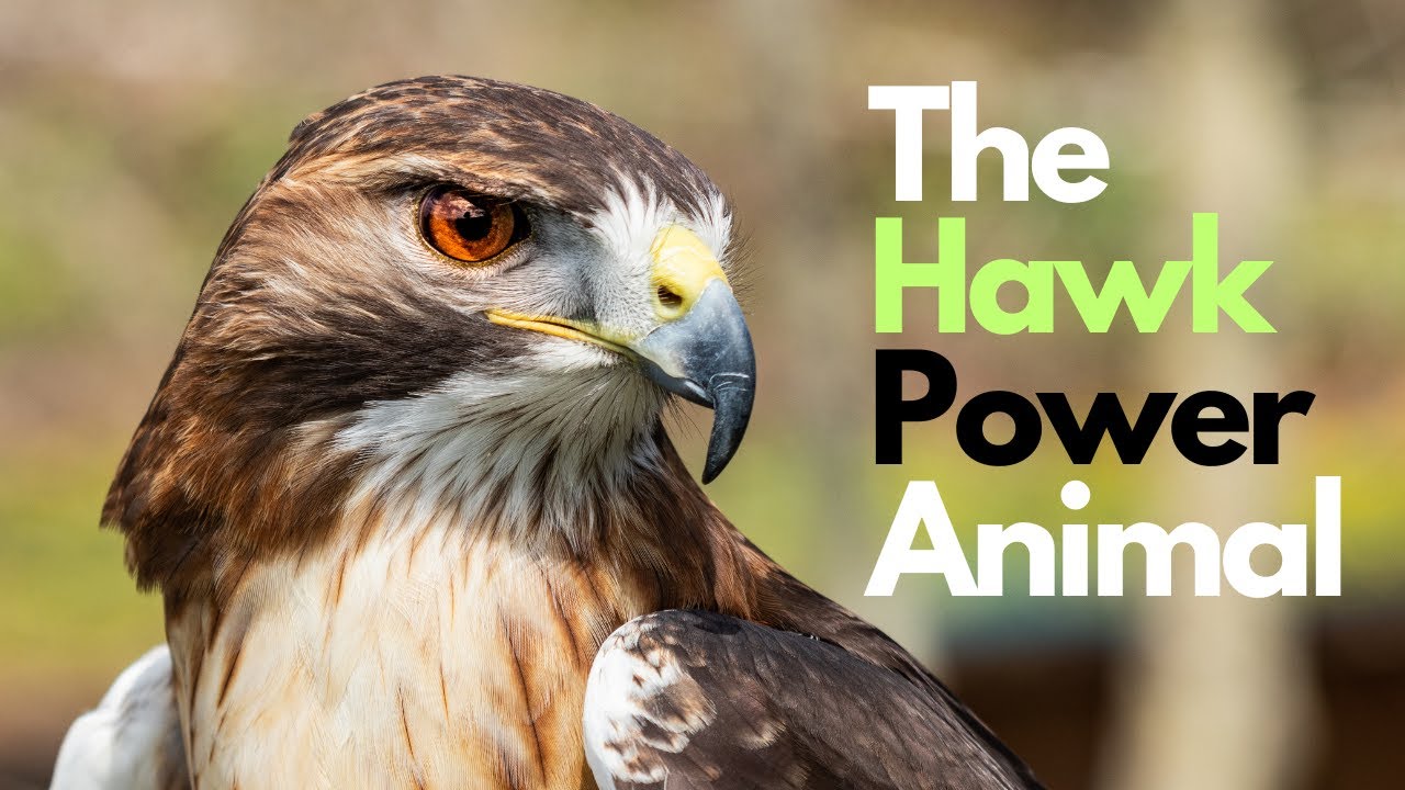 "The Power of the Hawk: Discovering the Symbolism and Meaning Behind ...