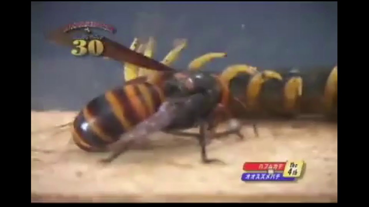 FRELON GÉANT VS CENTIPEDE TUNISIEN (combat d'insectes) - YouTube