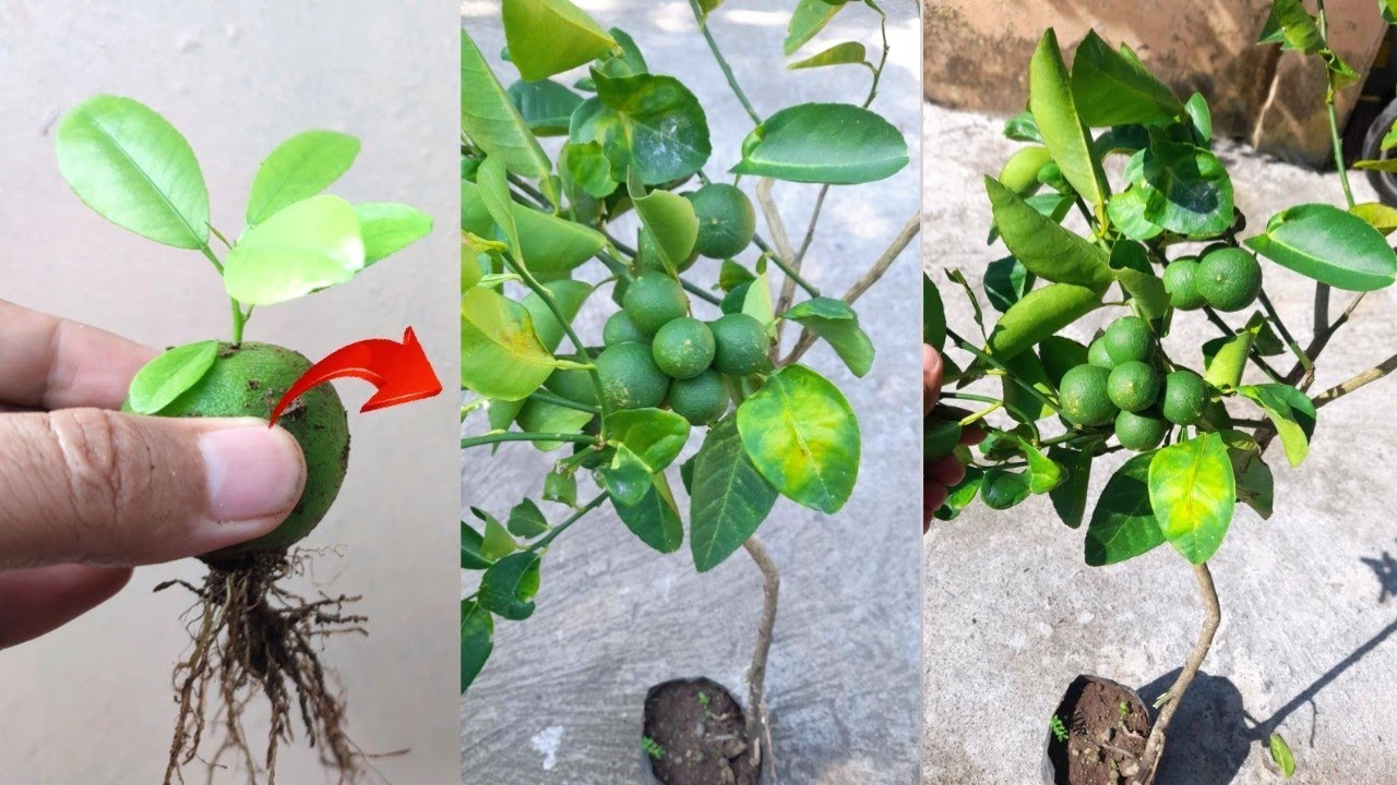 Special skills! Grafting a lime trees from lime fruit in pot - YouTube