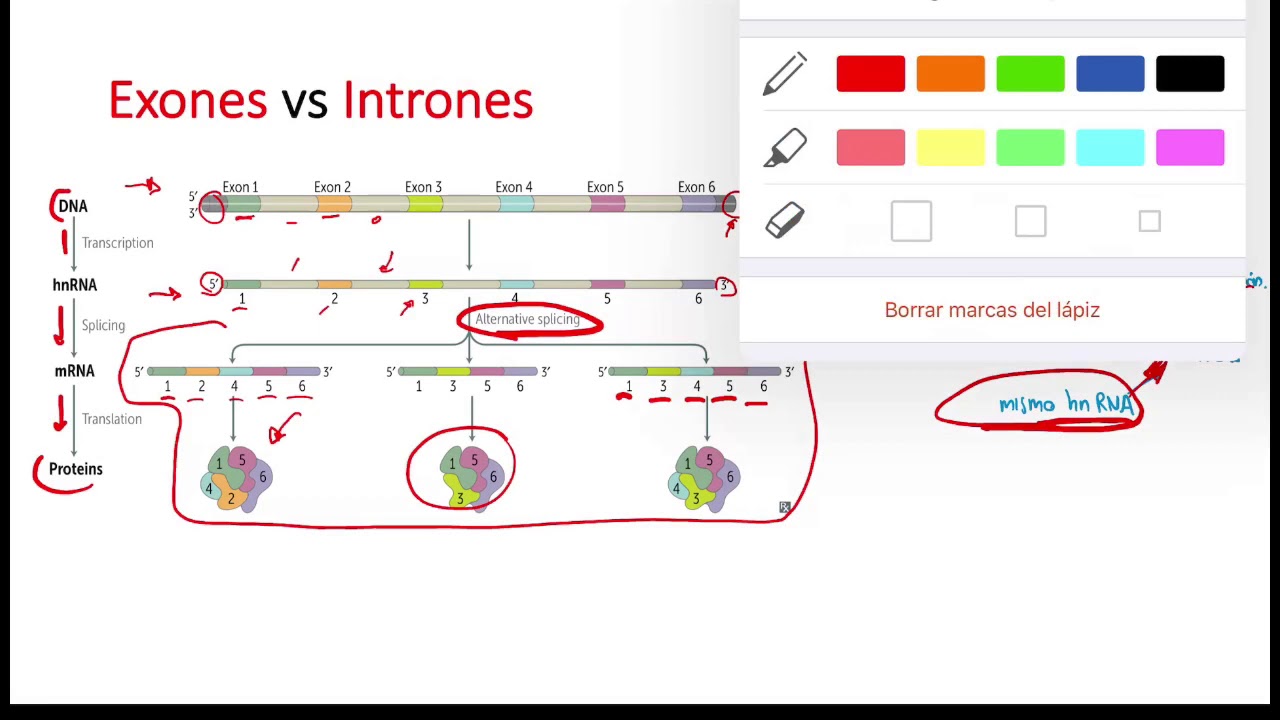 Bioquímica Molecular (parte 6): Splicing, Exones vs Intrones y tRNA ...