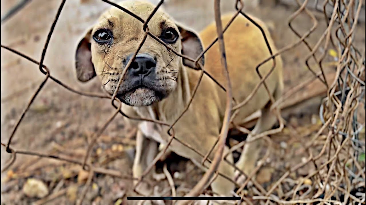 Rickets Puppy Needs Your Help! - YouTube