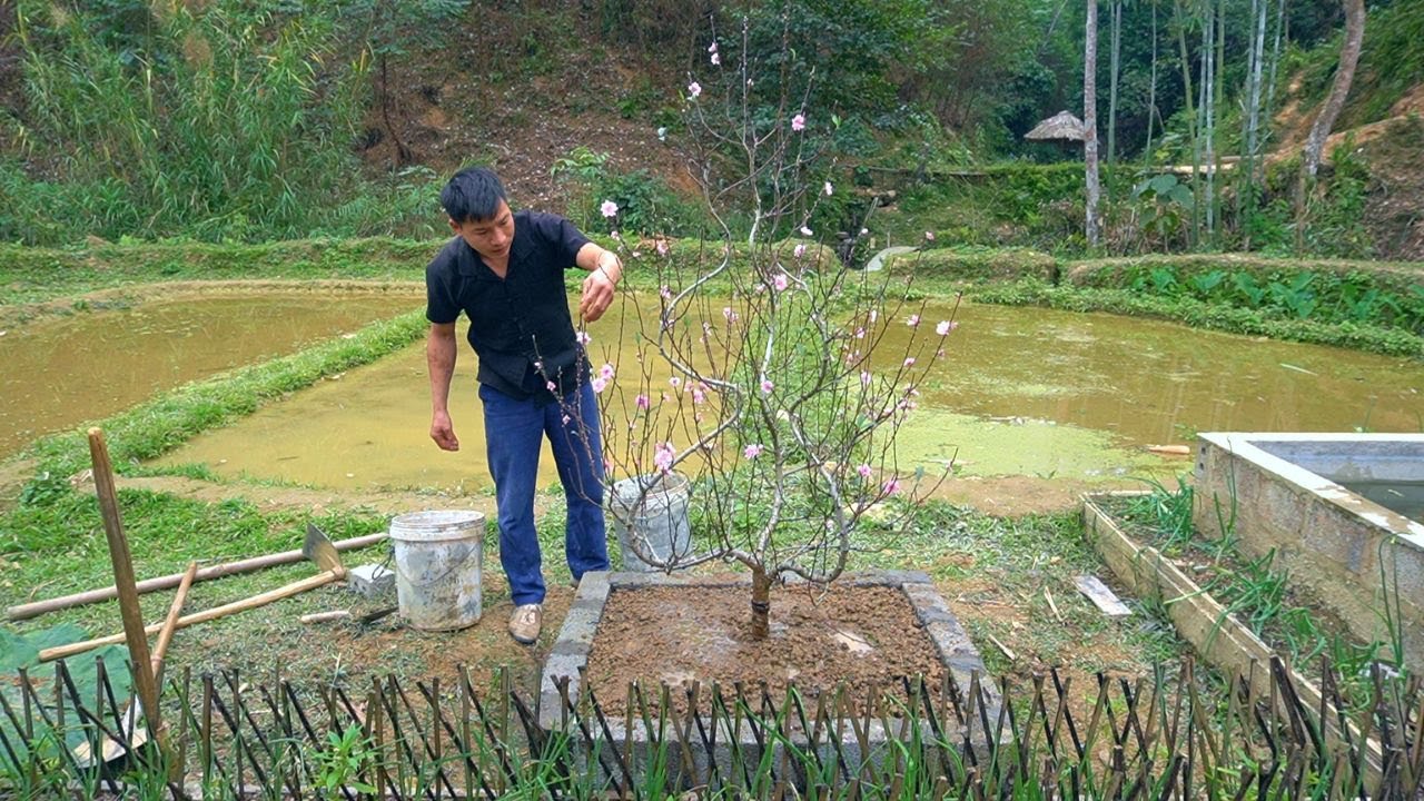 Planting peach blossoms to welcome the beautiful spring. Build the farm ...
