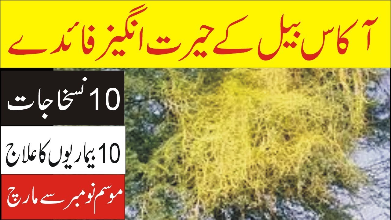 Cuscuta Reflexa benefits | Amar Bail | Akash Bail | 10 nuskhajat | 10 ...
