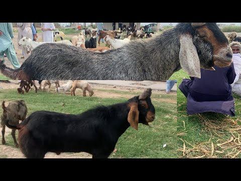 Mandra mandi new update goat mandi Rawalpindi Islamabad/Umar’s animal diary official - YouTube