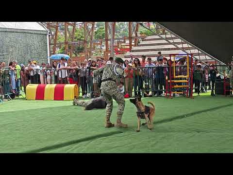 Impresionante Ataque en Huida 🔥 Pastor Belga Malinois | Can de Ejercito Mexicano