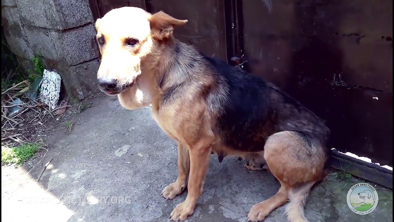 Update 1 on a rescued stray dog who was suffered of her owner - Mona ...