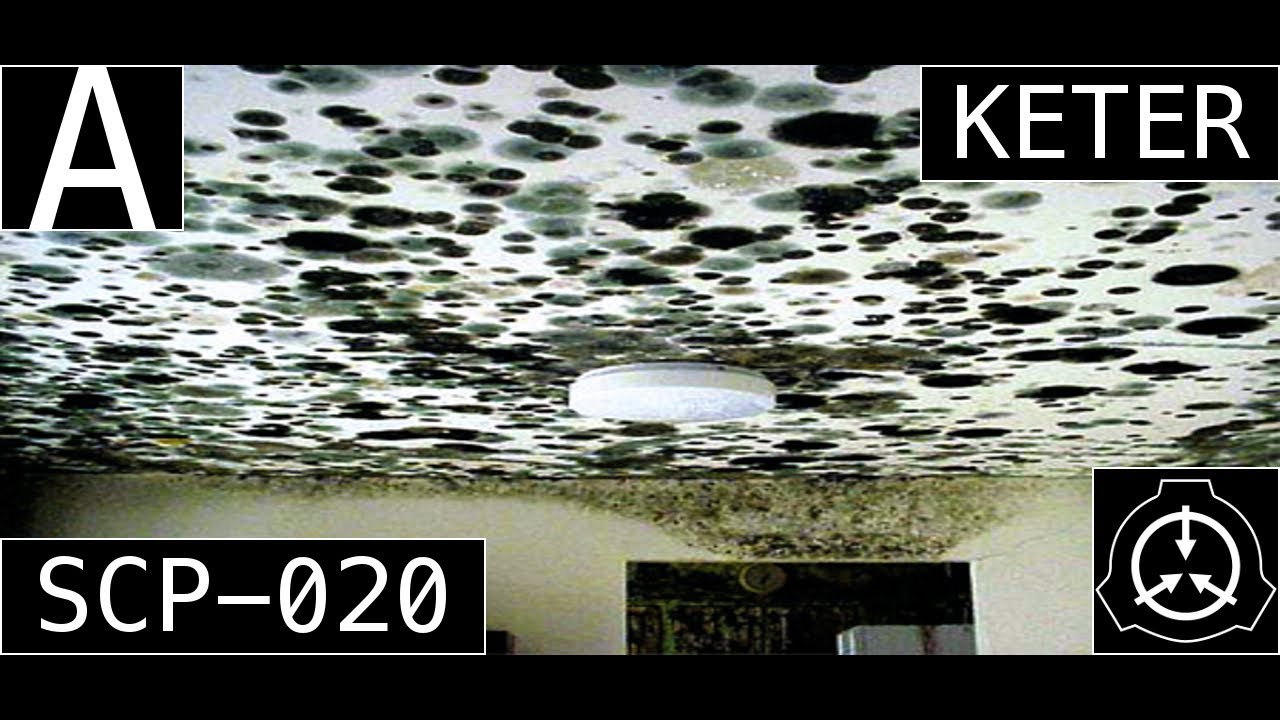 SCP-020 "Unseen Mold" [SCP Wikidot] - YouTube