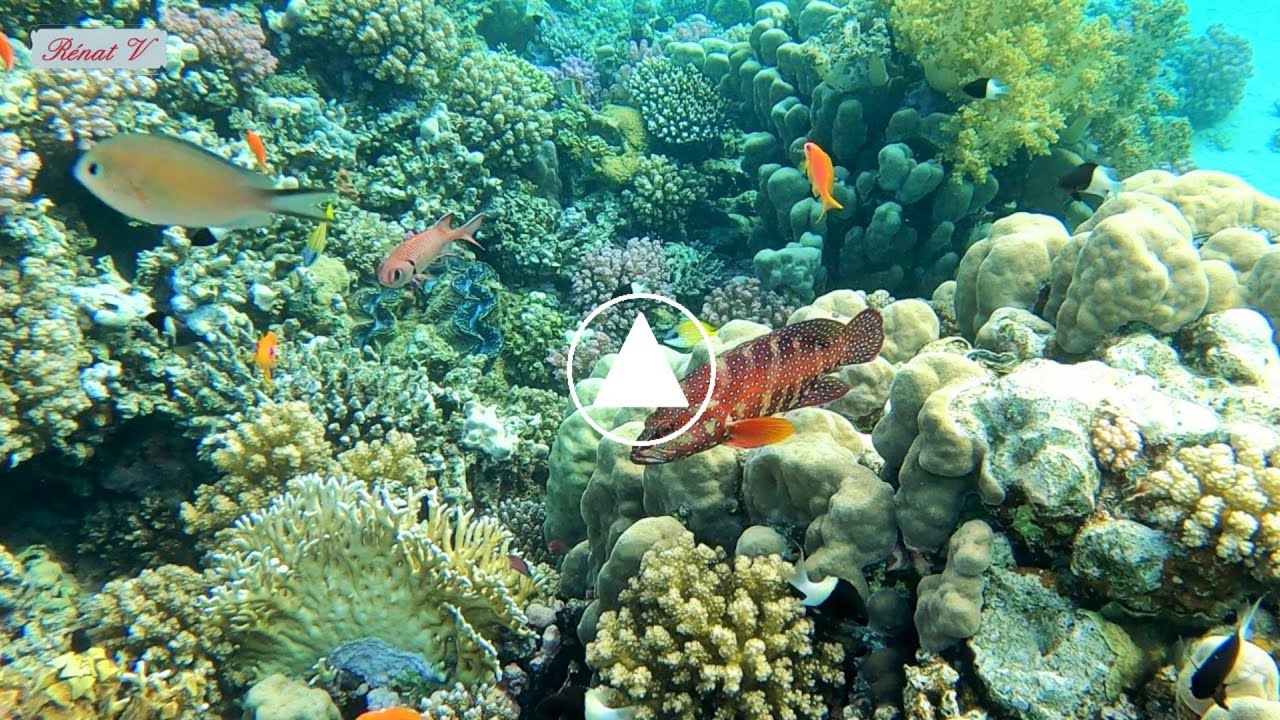 À la rencontre de la biodiversité exceptionnelle du récif corallien de ...