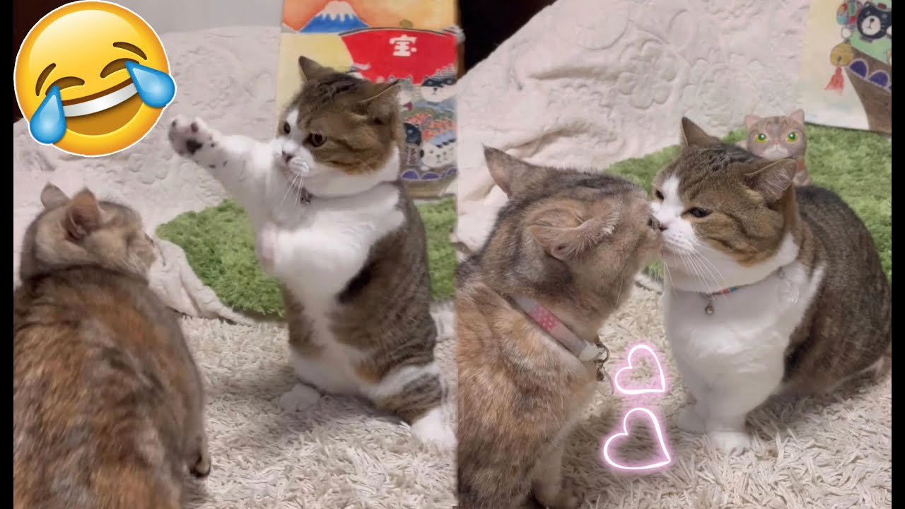 Best funny cats viral clips 😘 - Funny cats videos😺 - YouTube