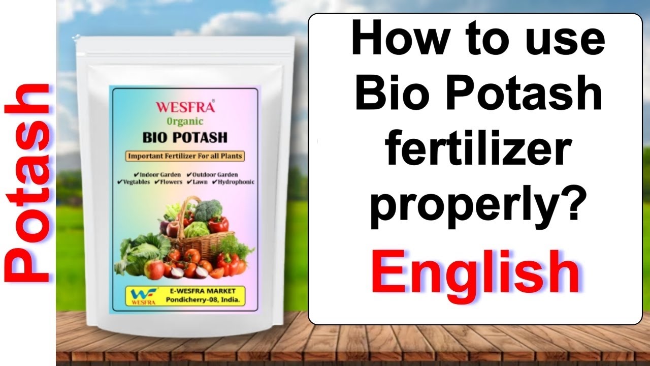 How to use Bio Potash fertilizer properly? English - YouTube