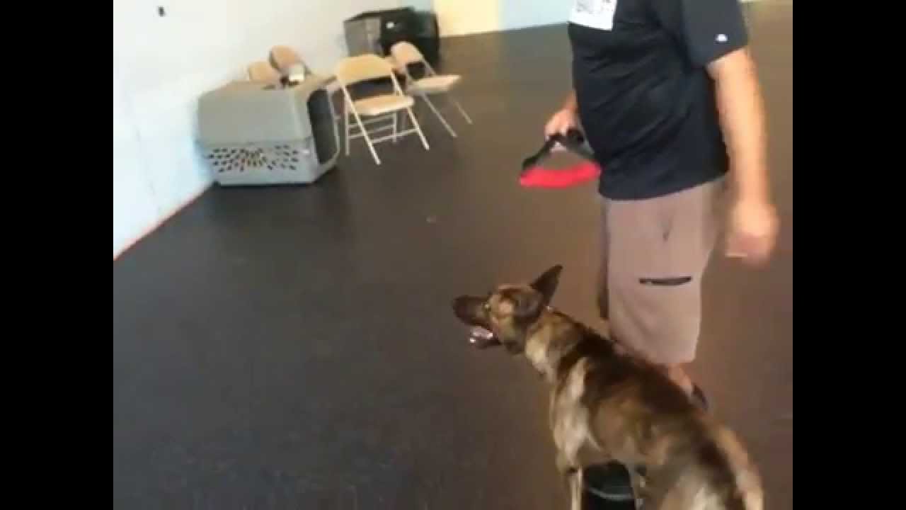 One of the coolest dog tricks!! - YouTube