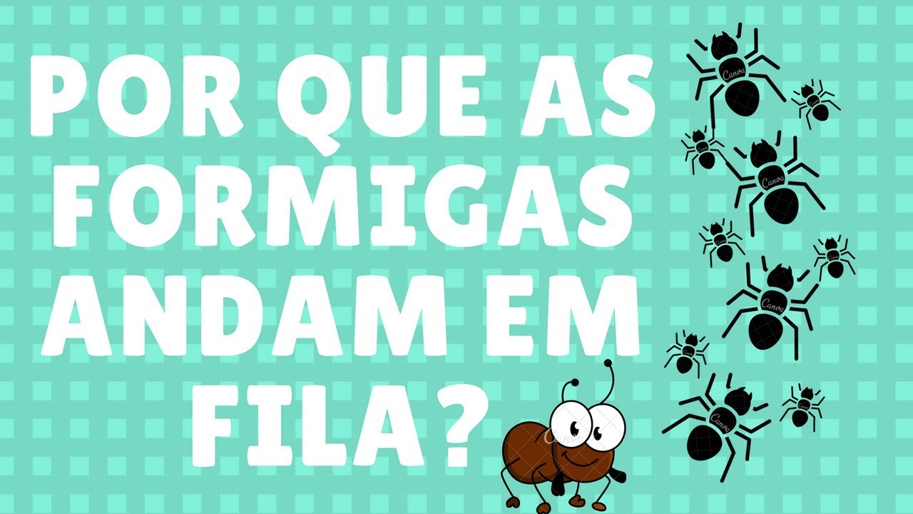 Por que as formigas andam em filinha? - YouTube