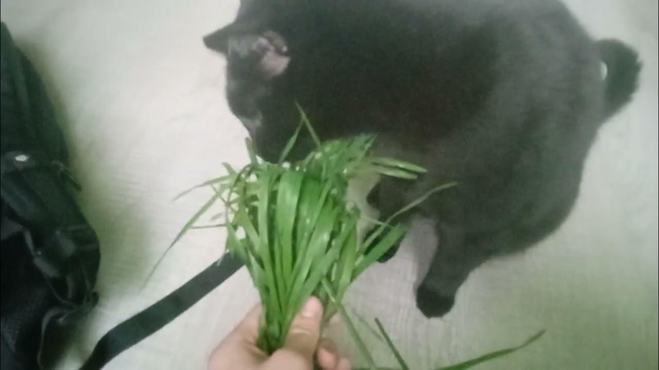 Кот жадно ест траву. - YouTube