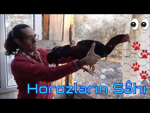 Hint Kümesine Daldım!!! (Hint Horoz ve Tavuklarının Özellikleri)