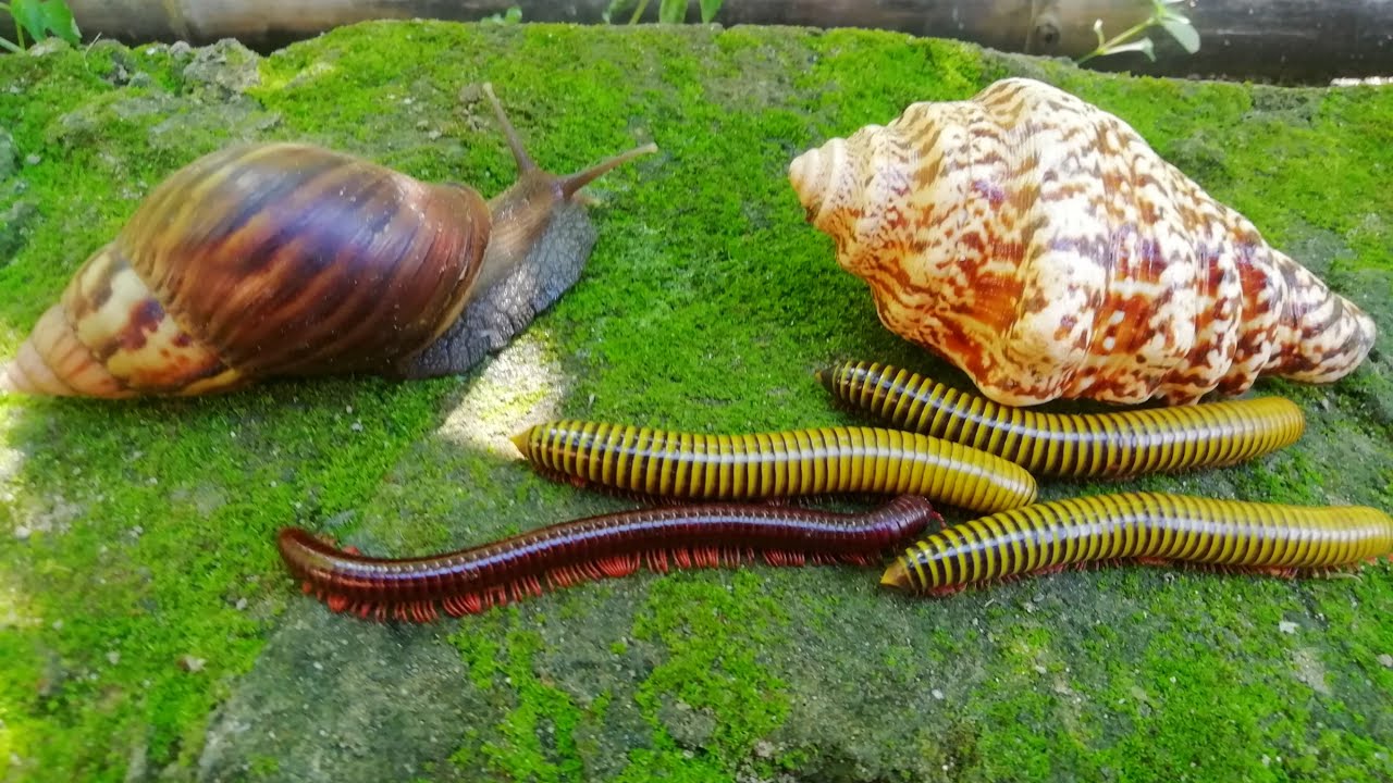 LUWING LANGKAH! Mencari luwing kaki seribu di rawa rawa, siput batik ...