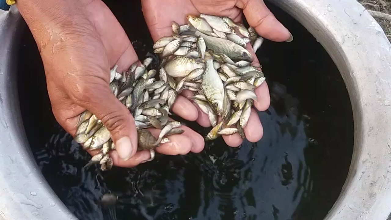 Common Carp fish farming & nursing project in Bangladesh | র্কাপু মাছের ...