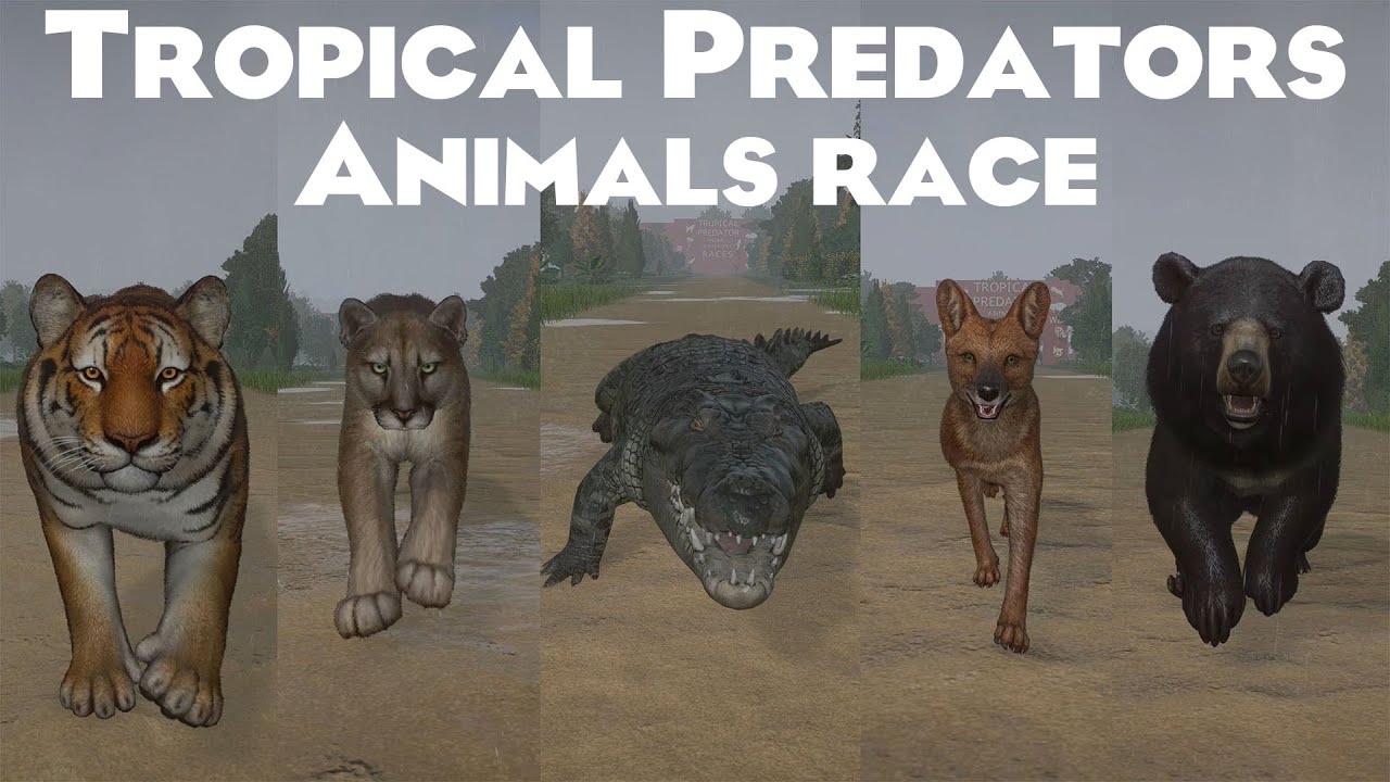 Tropical Predators Category Races in rainy weather in Planet Zoo ...