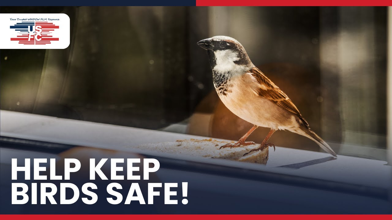 Why You Should Get Bird Safety Window Film - YouTube