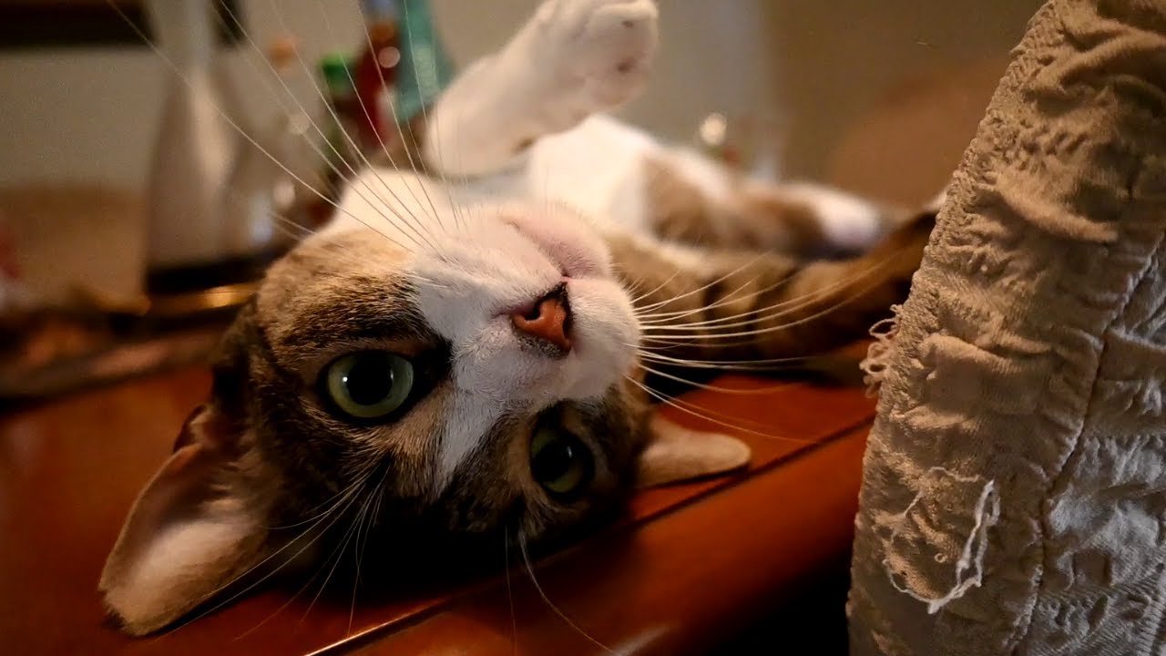 Cat Politely Asks For Scritches - YouTube