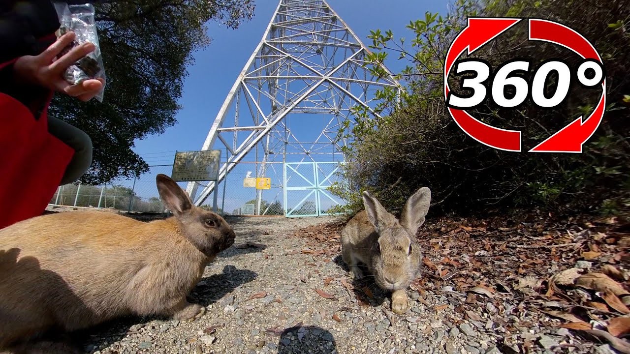 VR 360° | Interact with rabbits near Japan's tallest steel tower! - YouTube