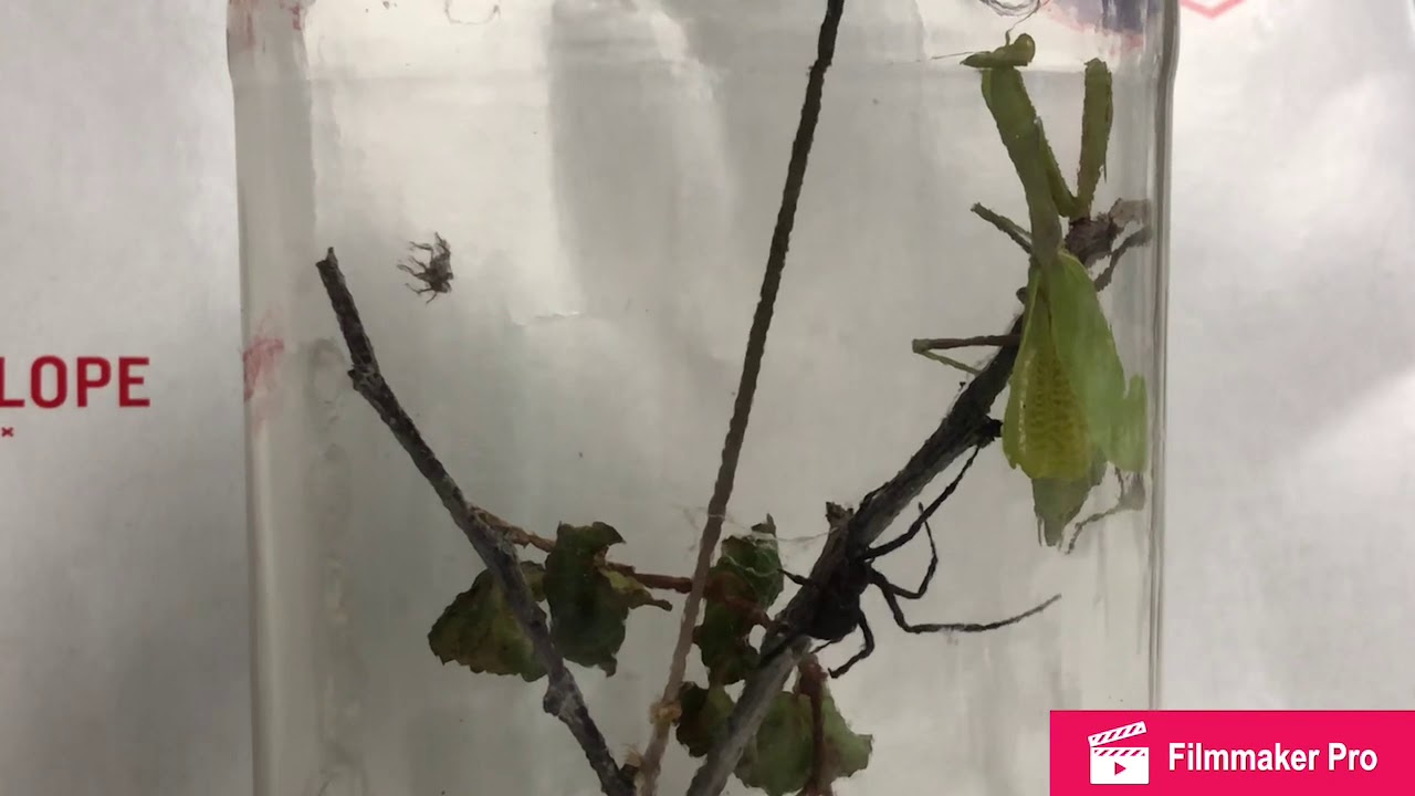 Praying Mantis vs. 2 Black Widows part 2 - YouTube