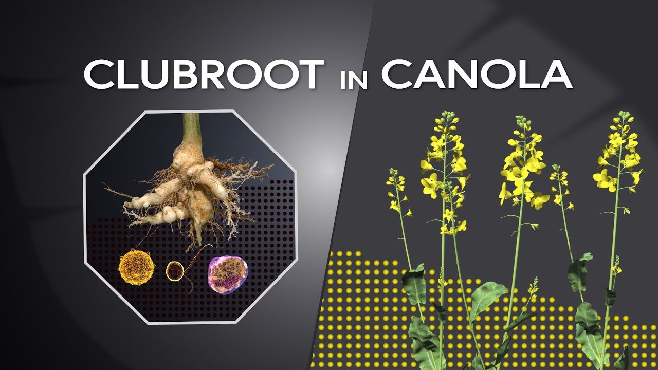 Clubroot Management - YouTube
