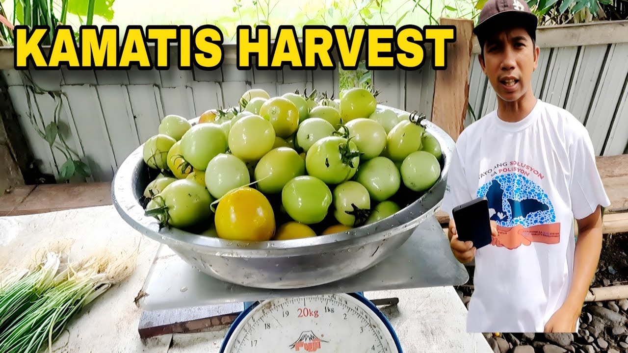 Kamatis harvest - YouTube