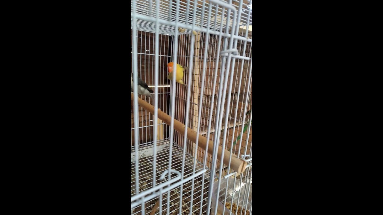 yellow and sable lovebird - YouTube