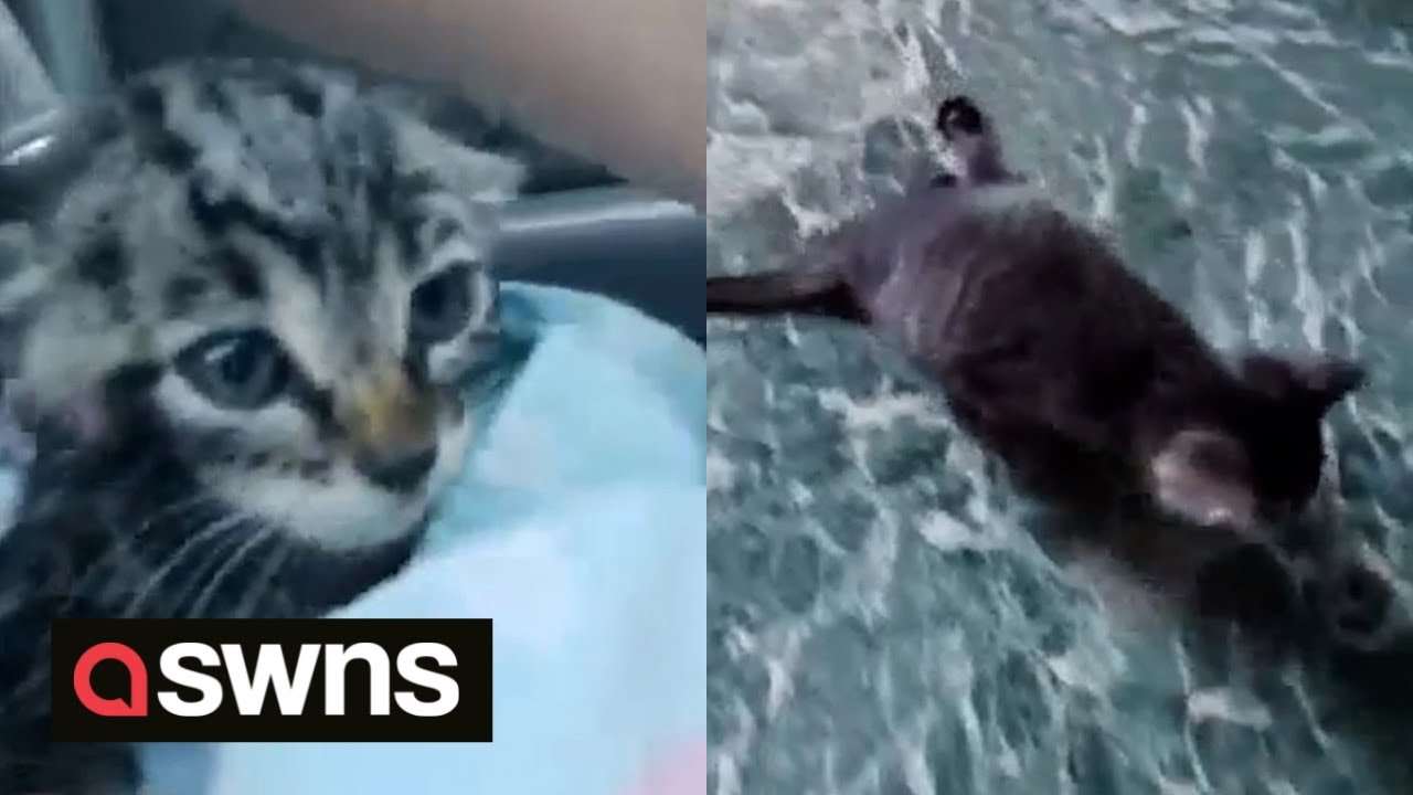 Kitten rescued after being thrown into river because it was 'paralysed ...