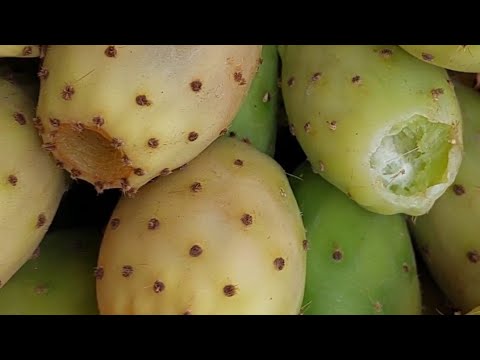 HARVEST OPERATION OF CACTUS FRUIT AT NIGHT (Life in Bodrum ) - YouTube