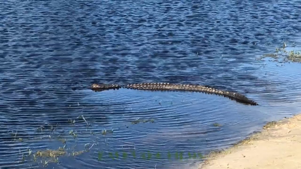 Huge Alligator at Lansbrook Golf Course Palm Harbor Florida - YouTube