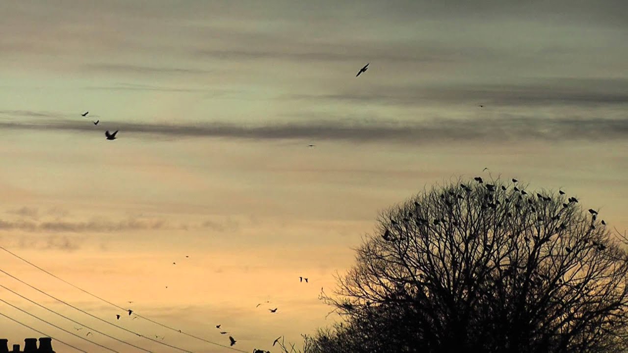 There's... too... many of them! A sky darkened by thousands of crows #1 ...