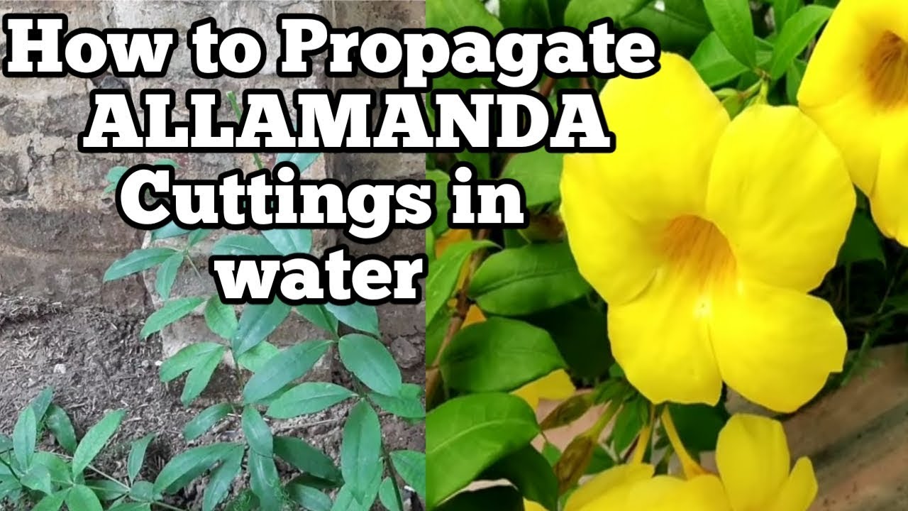 Grow Allamanda cuttings in water/How to Propagate plants cuttings in ...